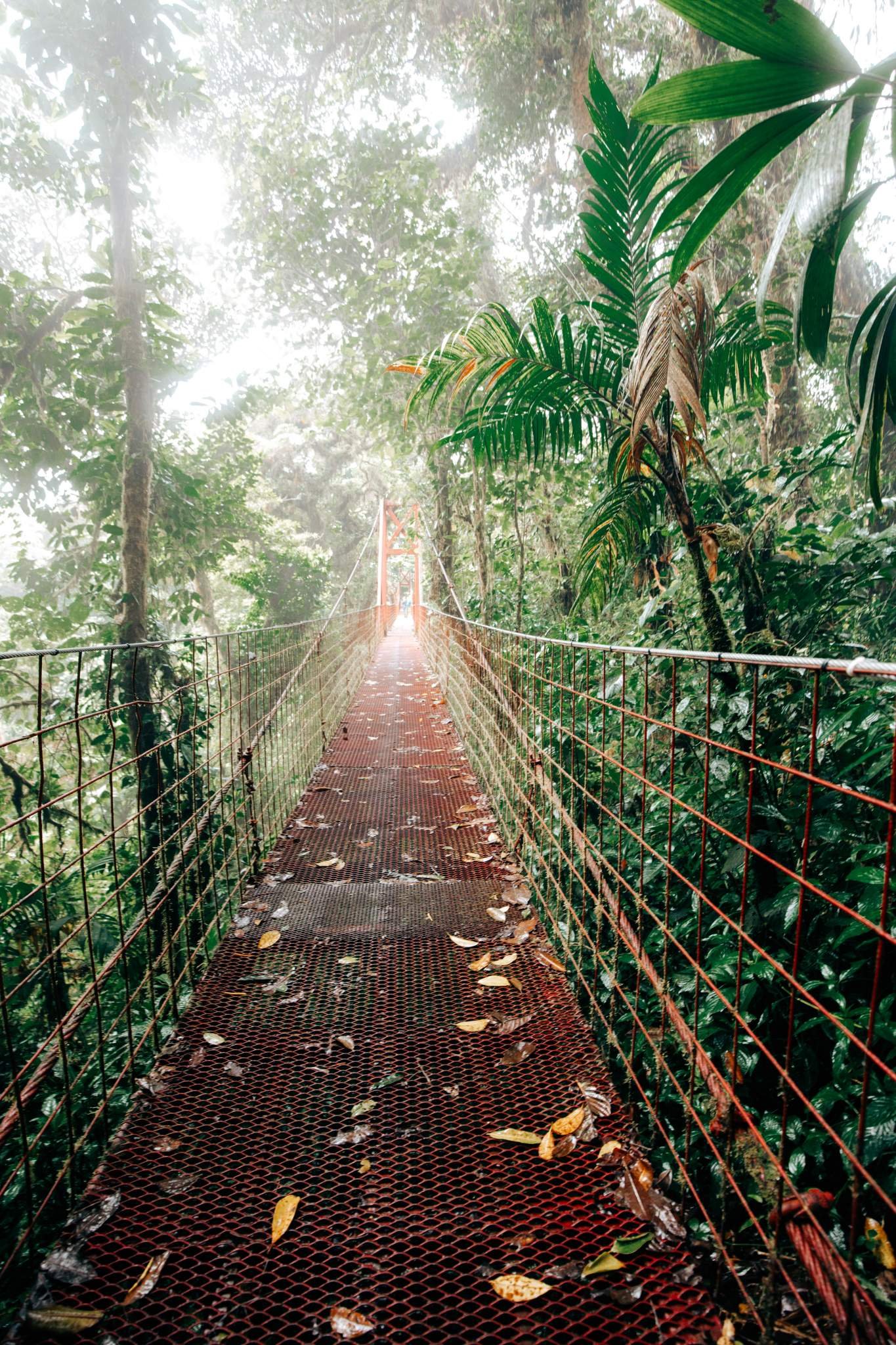 Monteverde Cloud Forest :The Best Place to Visit in Costa Rica