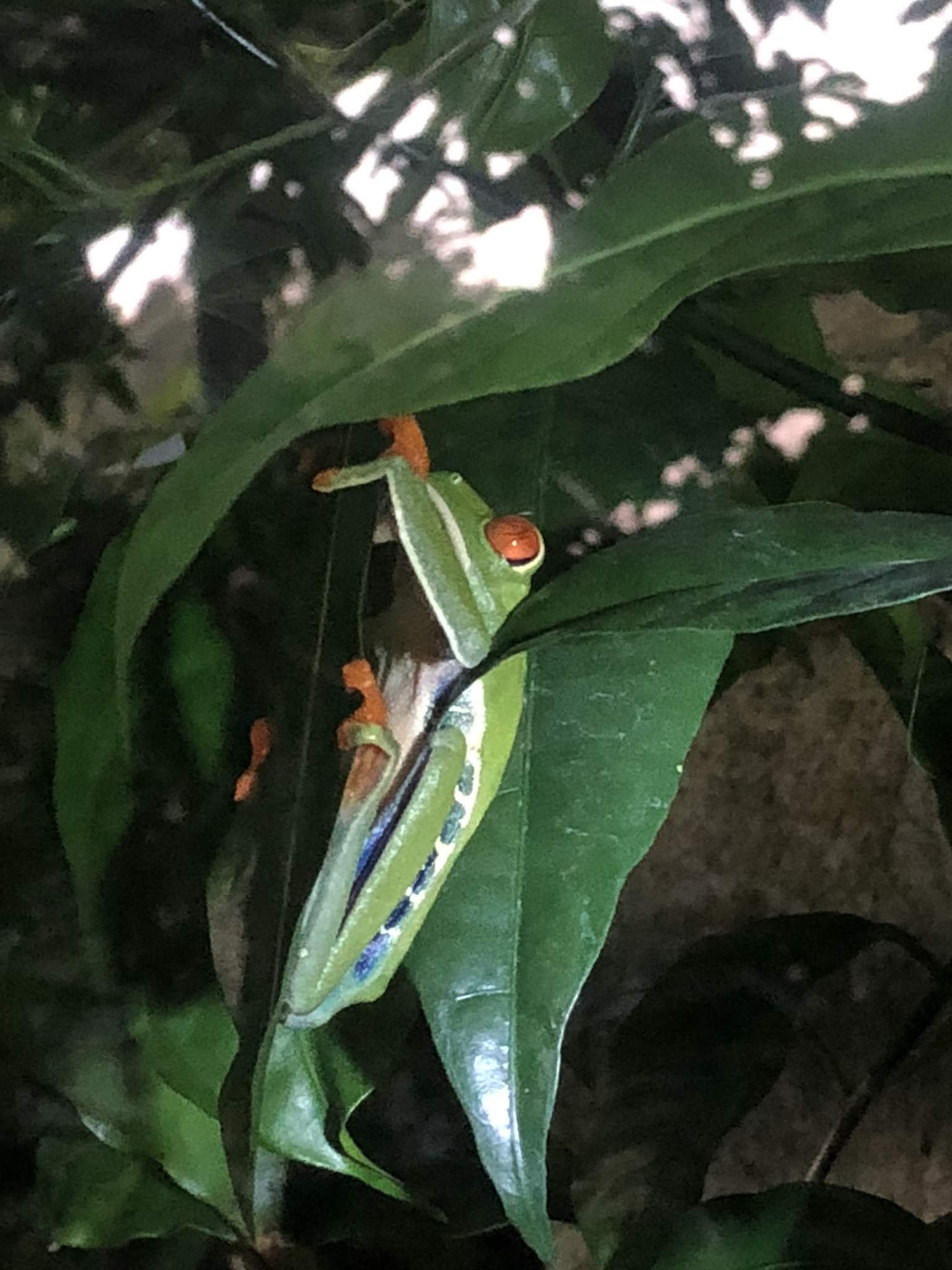Monteverde Frog Pond Museum