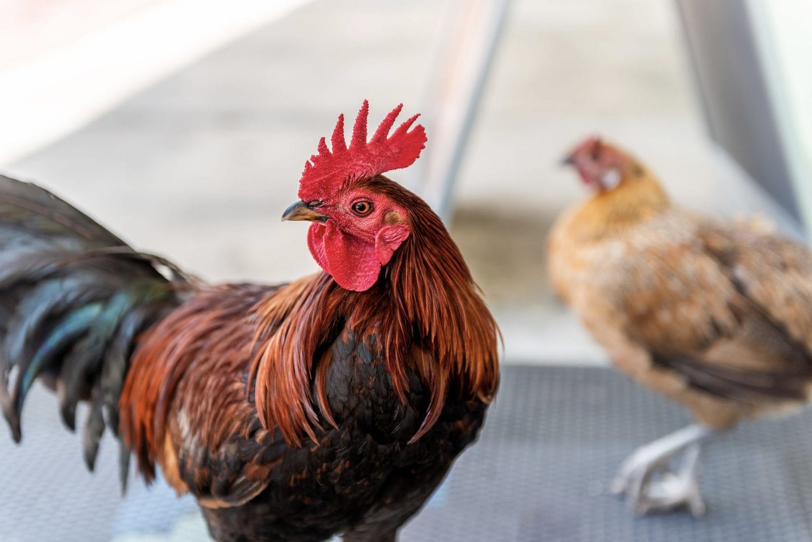 Key West Chickens