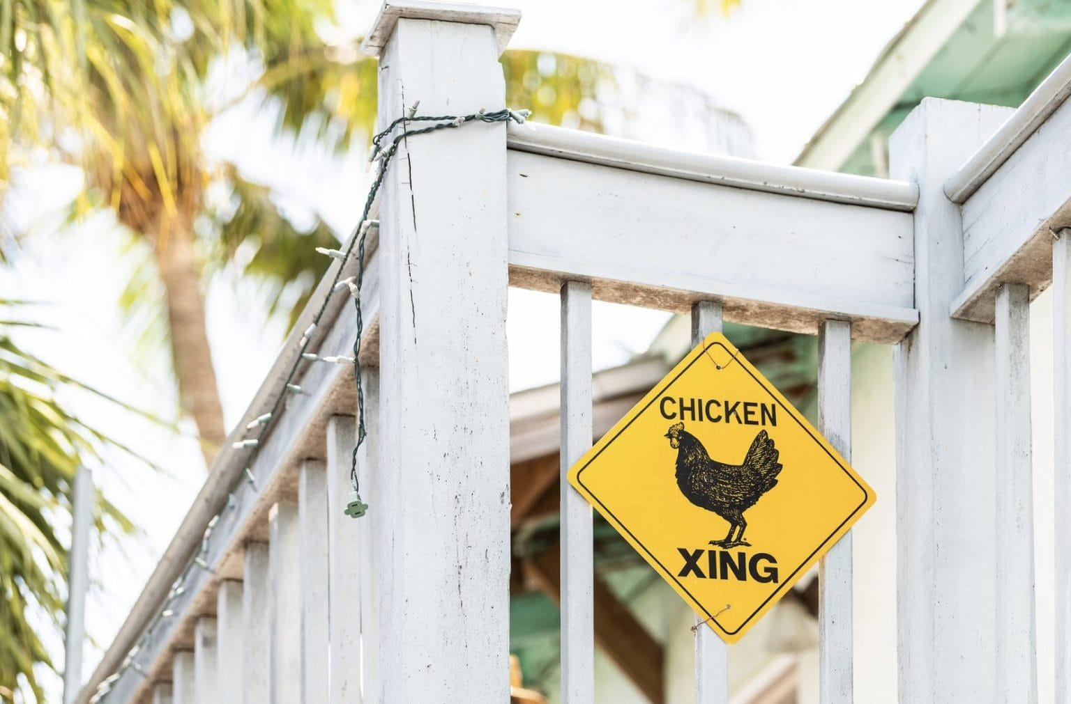 Key West Chickens